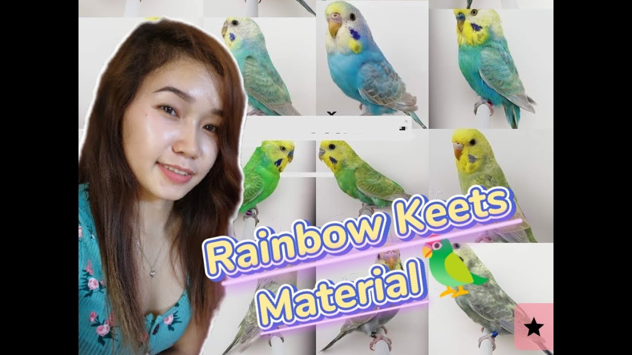 Another Baby Rainbow Keets - YouTube