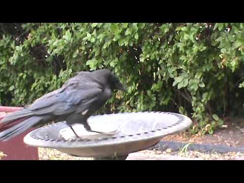 7/10/2018 JP Crow eating and tree stashing - YouTube