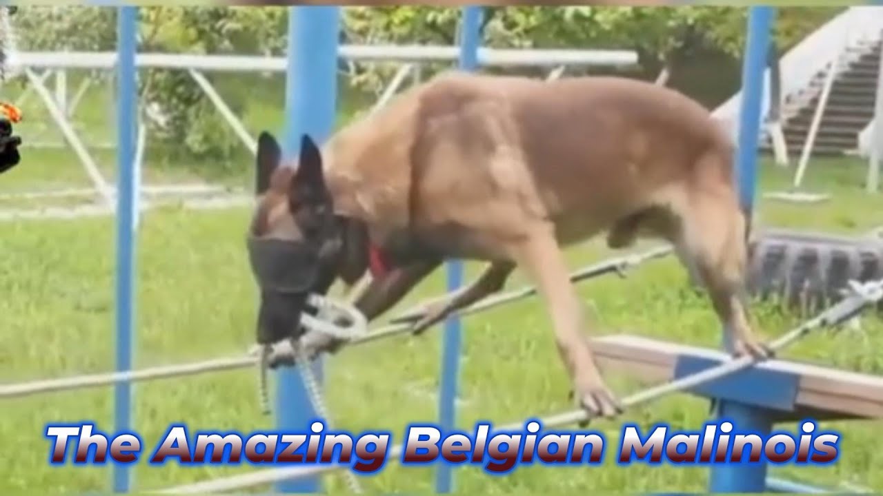 The Belgian Malinois: A Canine Marvel Origins of a Working Dog - YouTube