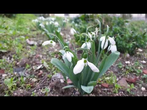 Kardelen çiçekleri