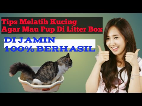 Tips Melatih Kucing Agar Tidak Pup Sembarangan, 100% Berhasil - YouTube