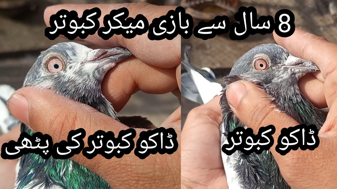 Daku Kabooter Or Daku Kabooter Ki Pathi || Parwana Pigeon Club - YouTube