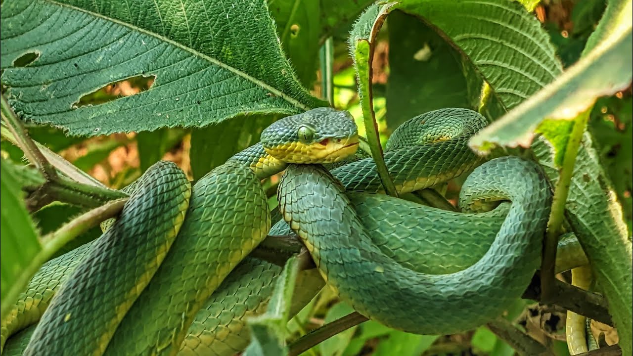 Bamboo Pit Vipers Mating - YouTube