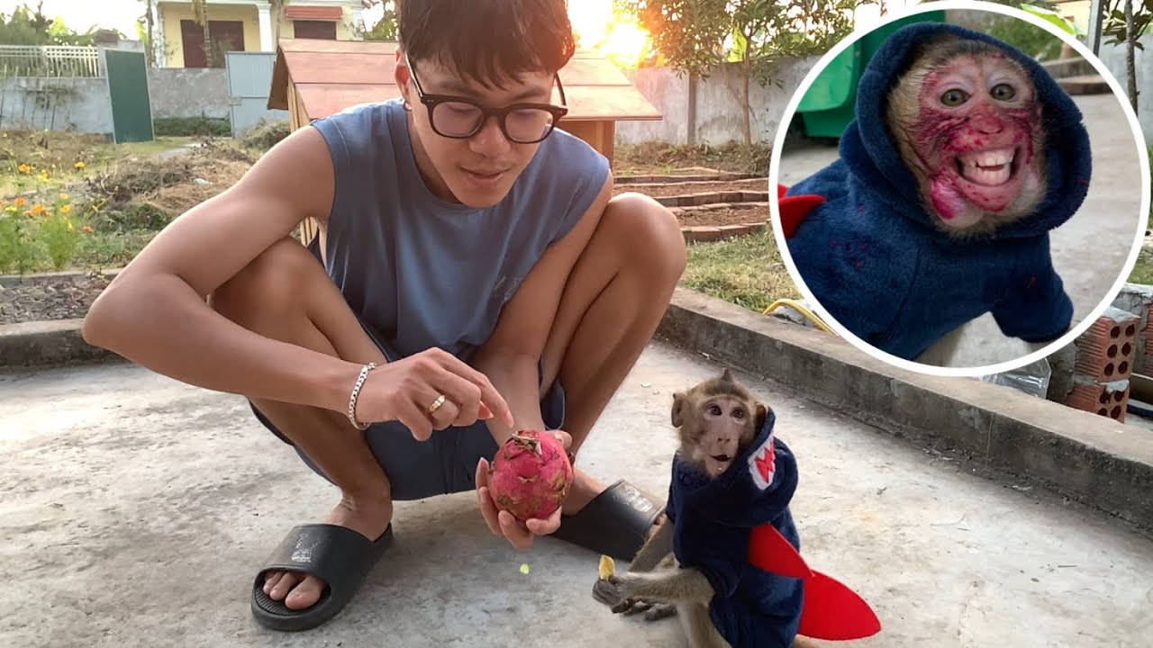 Nahu monkey meets new family and unexpected incident when eating red ...