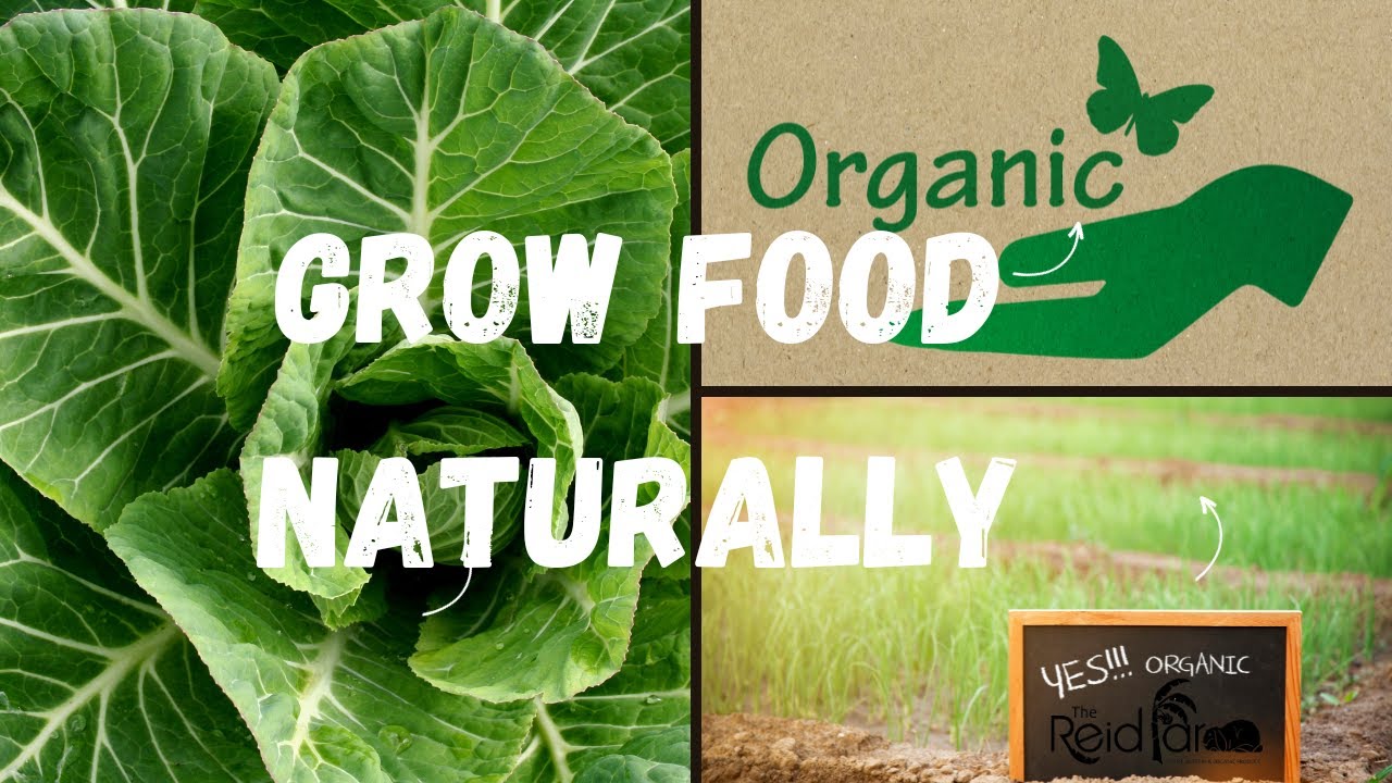 GROWING FOOD NATURALLY! - YouTube