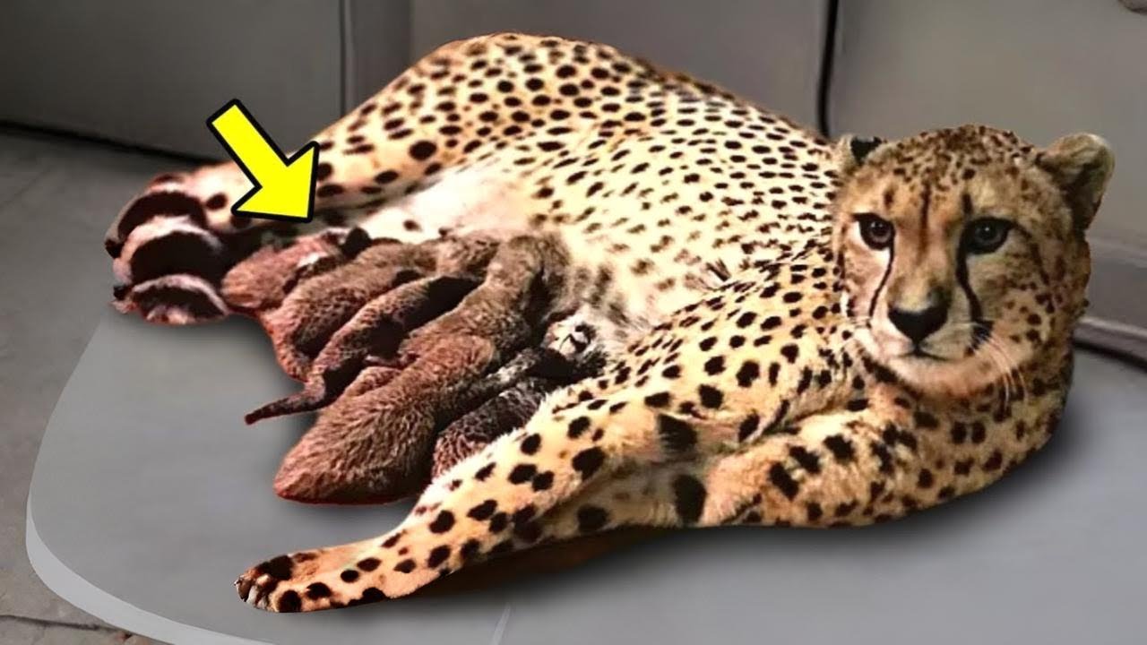 Cheetah Gives Birth to Five Cubs, But Moments Later the Staff Start ...