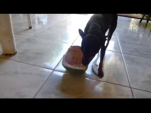 Don't touch my coconut!!! Mel terrorizing