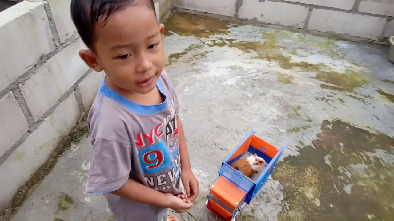 marmut hafiz naik mobil mobilan sampai pusing - YouTube