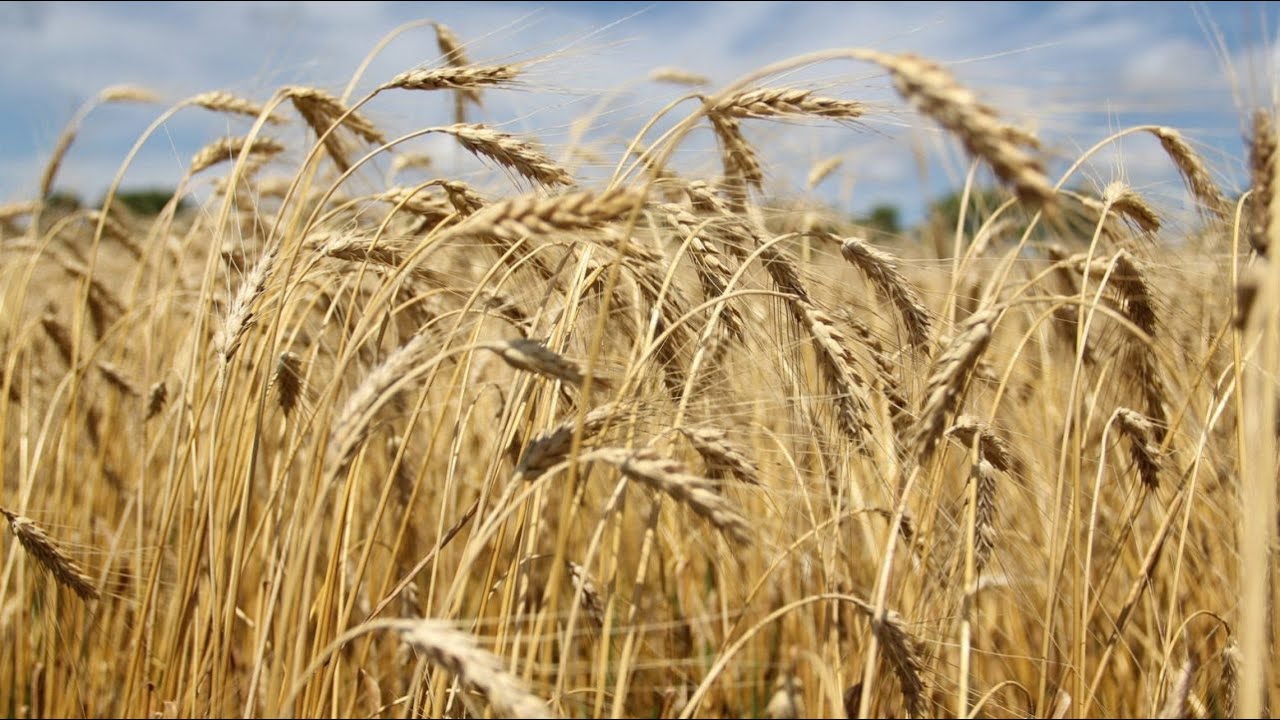 Wheat: A Gateway Crop to Soil Health, Resilience and More - Virtual ...