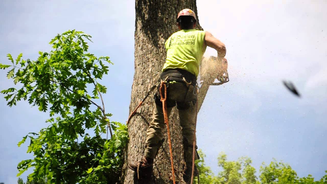 Dubois Tree Service - Cutting Tree - YouTube