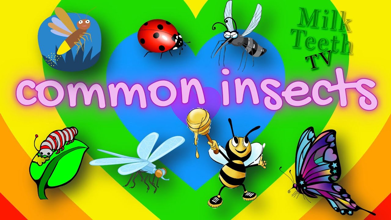 All About Common Insects explained in detail - YouTube