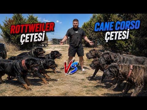 Rottweiler Çetesi Cane Corso Çetesine Karşı! CARLOS VE HEKTOR 