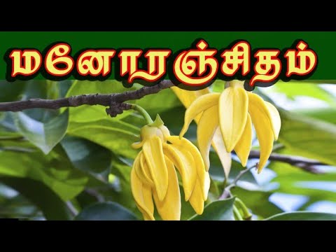 Artabotrys uncinatus/மனோரஞ்சிதம் மருத்துவம்/manoranjitham - YouTube