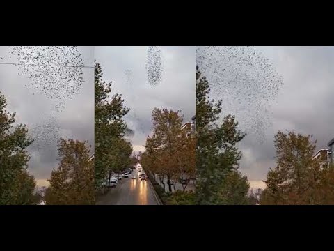Konya'da kuşların görsel şöleni
