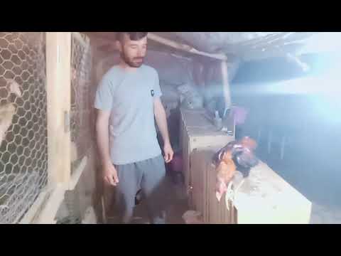 HİNT BİREZİL TAŞ İBİK TANITIMI