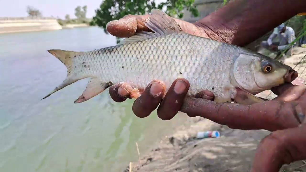 amazing fishing technique|carp fishing|Black rohu|catching video - YouTube