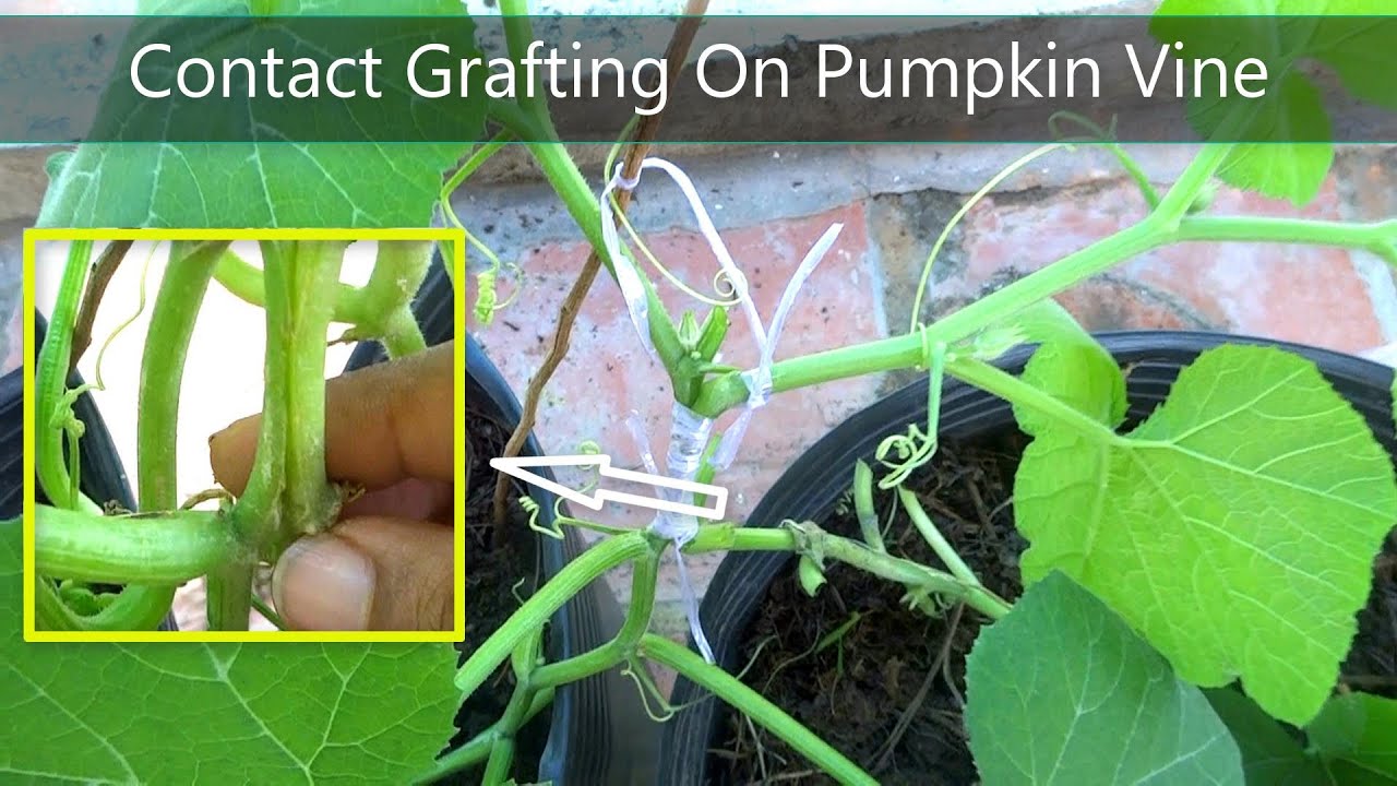 Contact Grafting on Pumpkin Vine Technique - YouTube