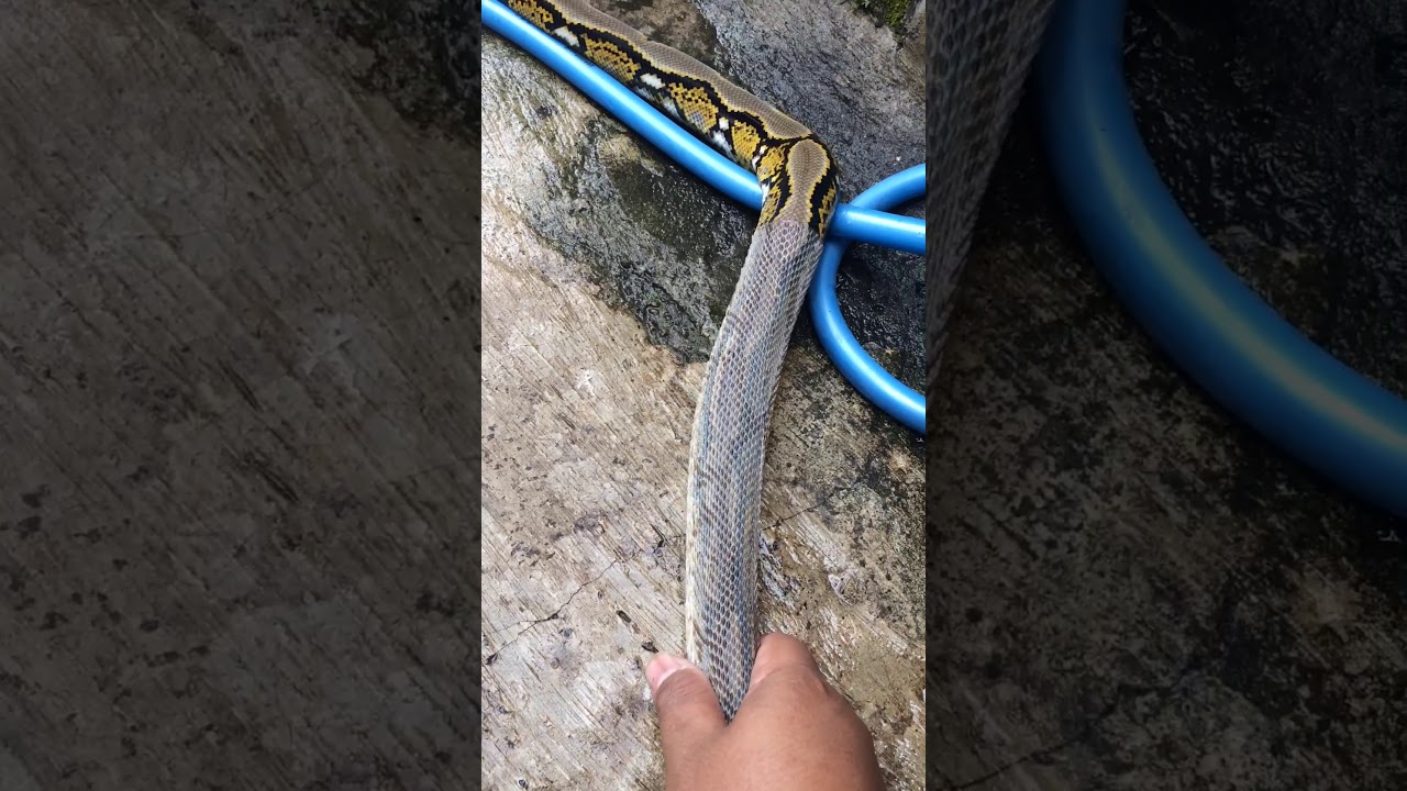 Proses ganti kulit, reticulatus phyton - YouTube
