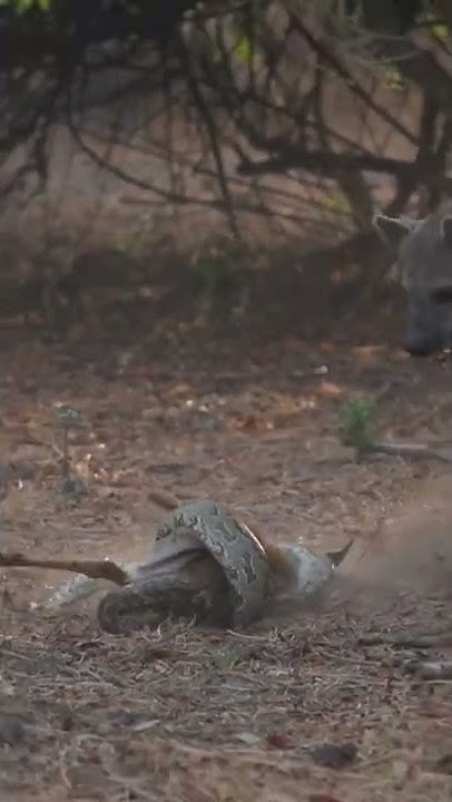 Impala Baby Killed By Pythons #animal #animals #shorts #attack # ...