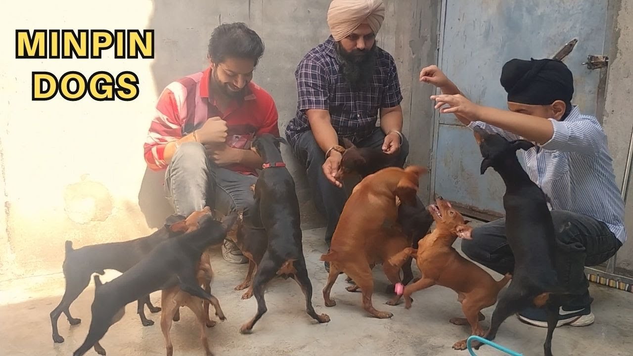 SMALL BREED MINPIN KENNEL IN INDIA | BEST TOY BREED IN THE WORLD ...
