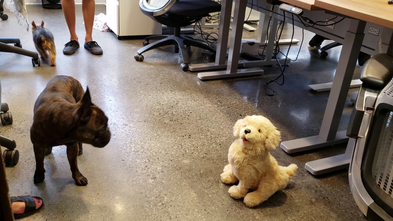 Real dog meets fake dog - YouTube