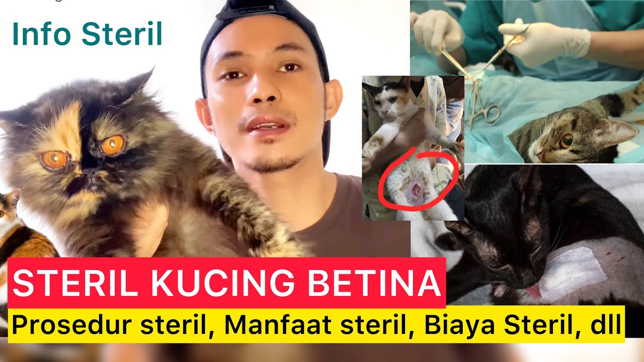 STERIL KUCING BETINA - prosedur steril kucing betiana | manfaat dan ...