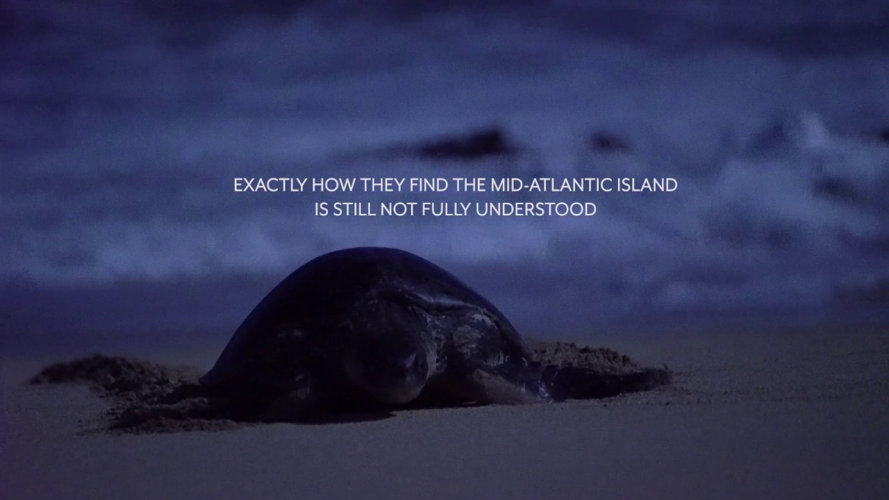 A Moonlit Spectacle | Green Turtles Nest On Ascension Island - YouTube
