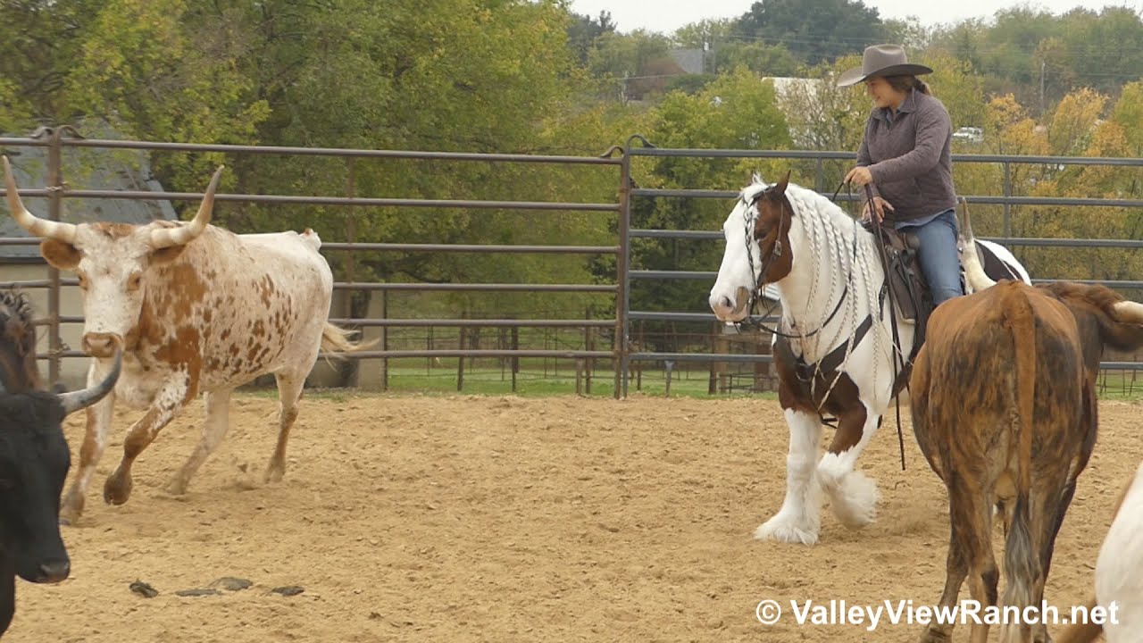 BF Conaire Mor - working cows and roping! - ValleyViewRanch.net - YouTube