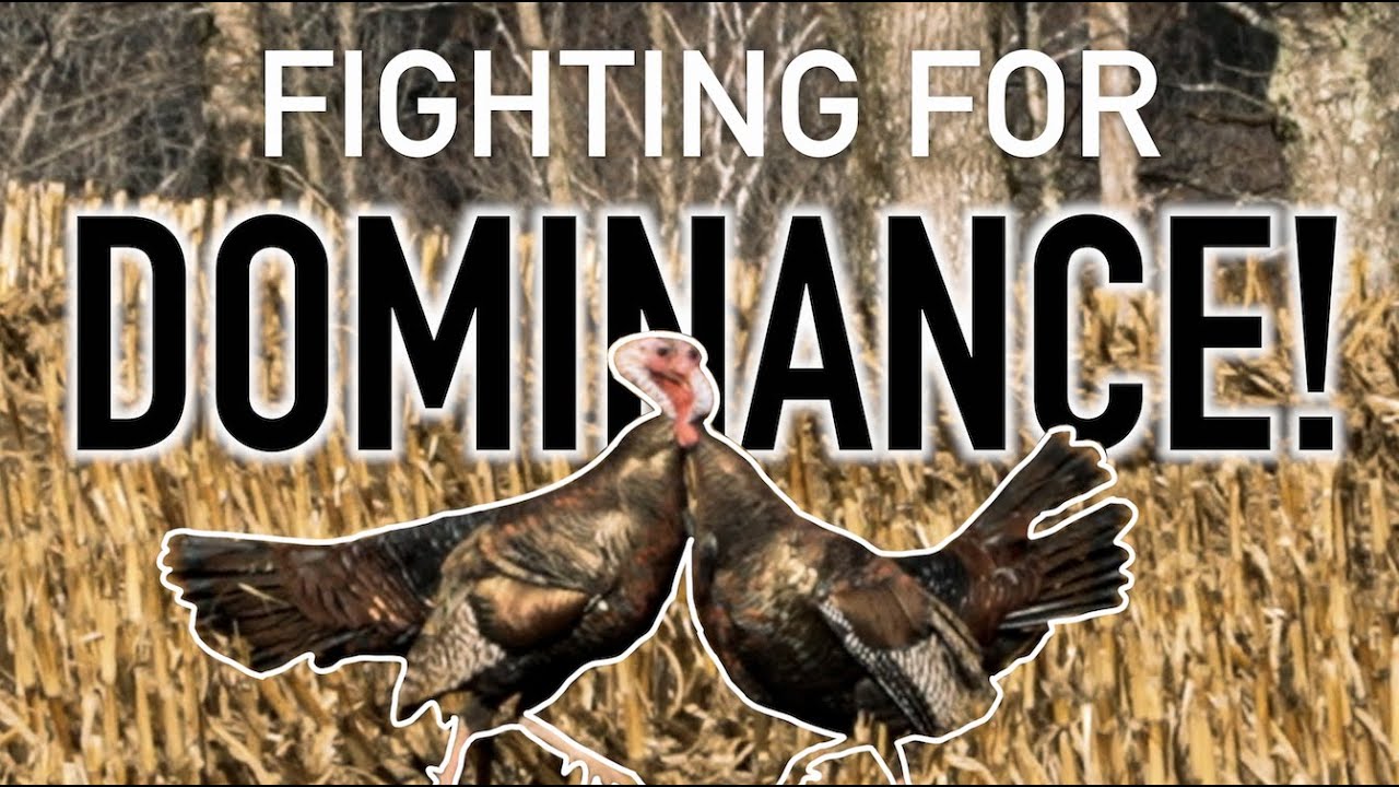 AGGRESSIVE Turkey Fight || BITING Each Other's FACES - YouTube