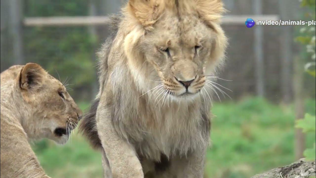 How LOUD is A lion’s roar? And 4 other Lion facts! #lion #wildlife # ...