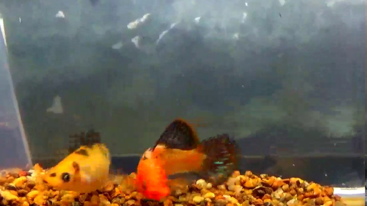 red sunset sailfin molly - YouTube