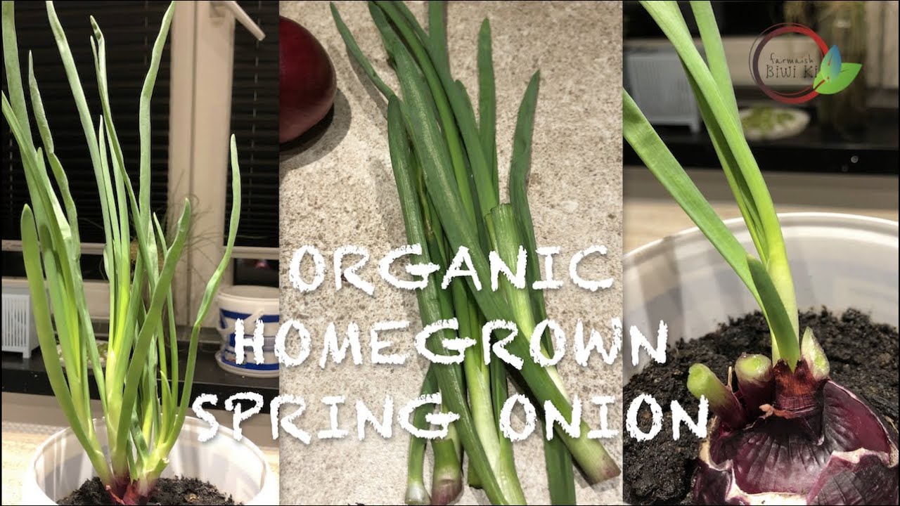 Organic Home Grown Spring Onion - Onion Greens -Kitchen Gardening -Tips ...