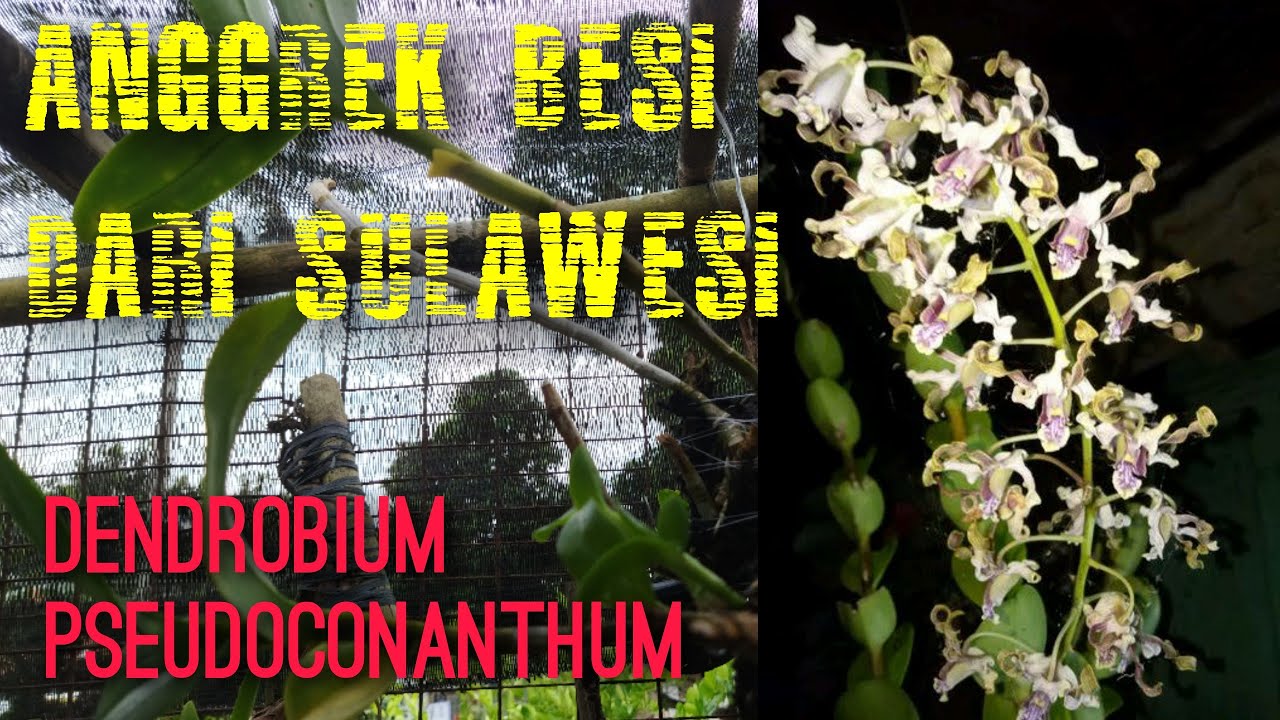 ANGGREK BESI DARI SULAWESI (DENDROBIUM PSEUDOCONANTHUM) - YouTube