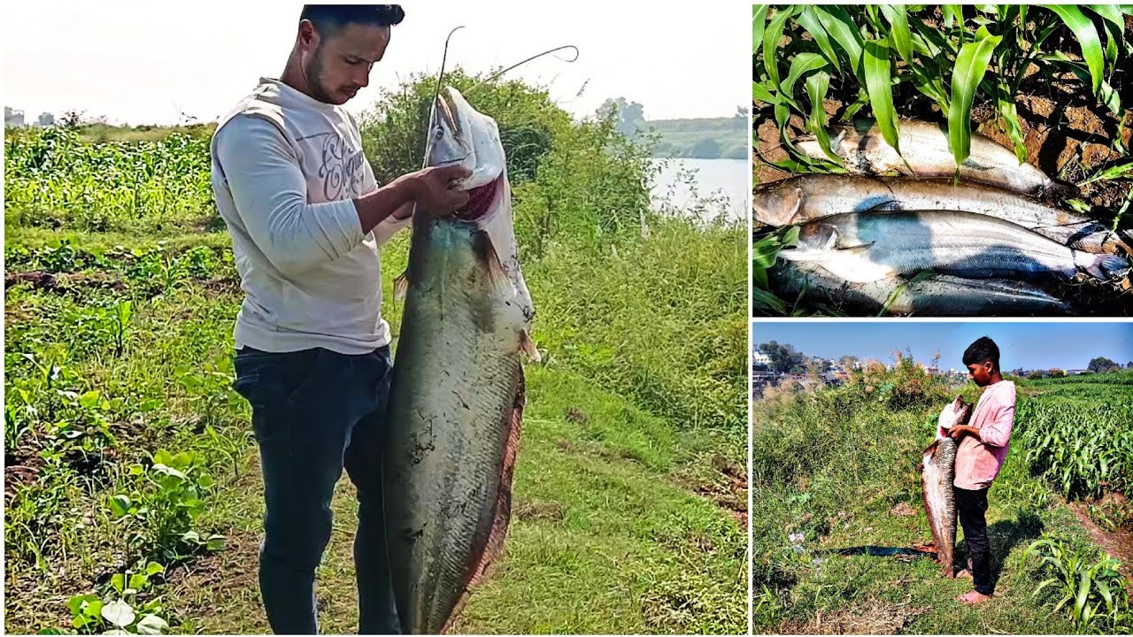 BIG SIZE PATHAN FISH | Wallago Attu Fish Catching RainwaterFishing ...