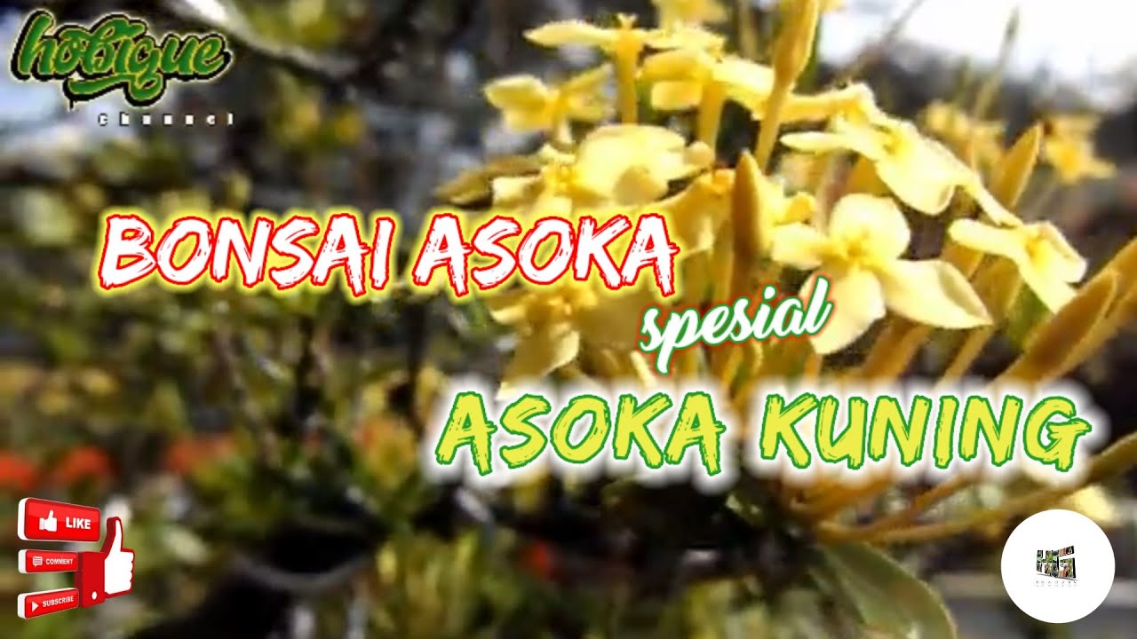 BONSAI ASOKA KUNING | YELLOW IXORA PLANTS | BONSAI ASOKA SPESIAL - YouTube