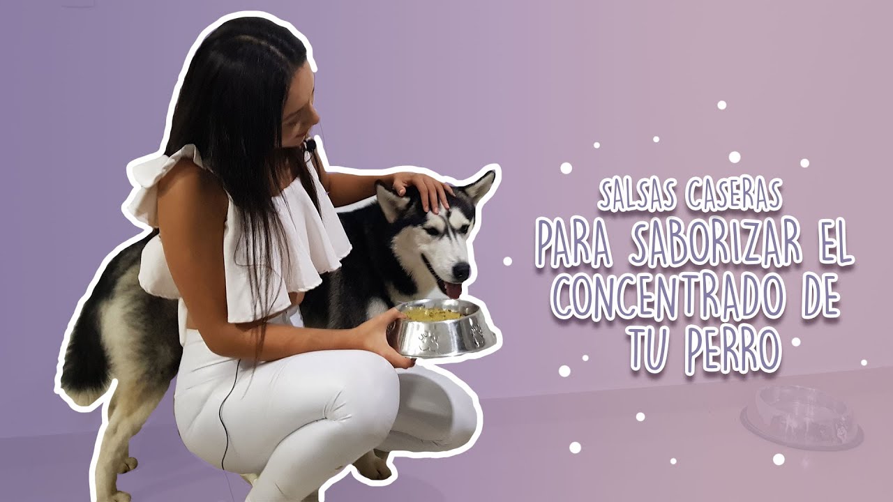 Salsa caseras para saborizar el concentrado de tu perro - tata.vet ...