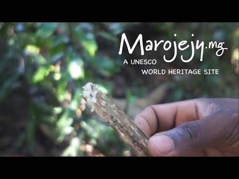 Uses of the Harami tree, Madagascar - YouTube