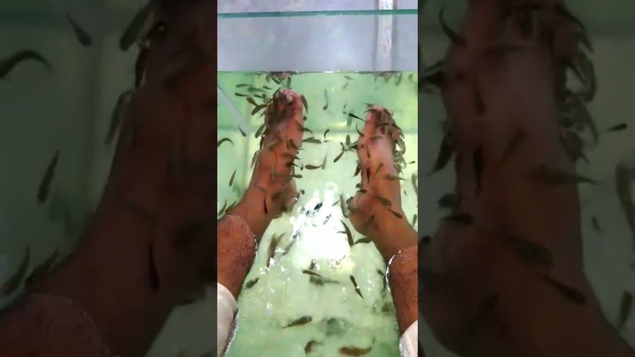 Fish spa massage|fish leg massage|fish tank leg massage - YouTube