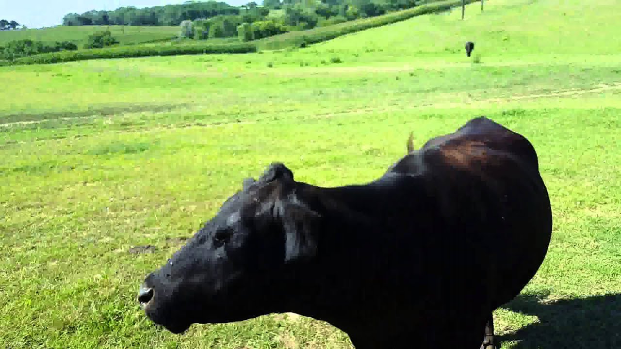 "Come Boss!" Cattle Call - YouTube