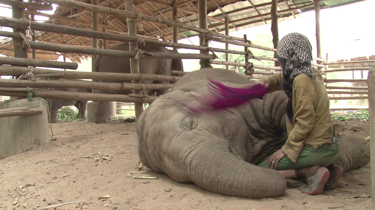 Lek singing a lullaby to an elephant - YouTube