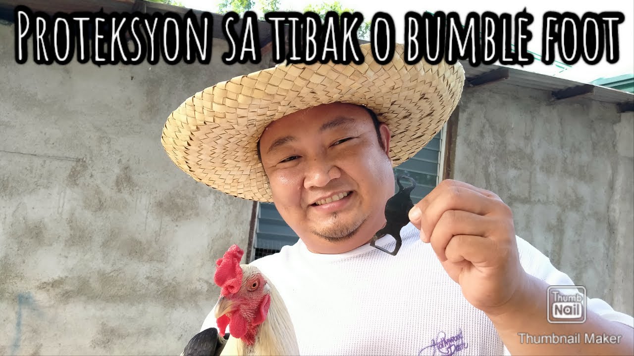 Rooster slipper tsinelas ng Manok pag iwas tibak o bumble foot - YouTube