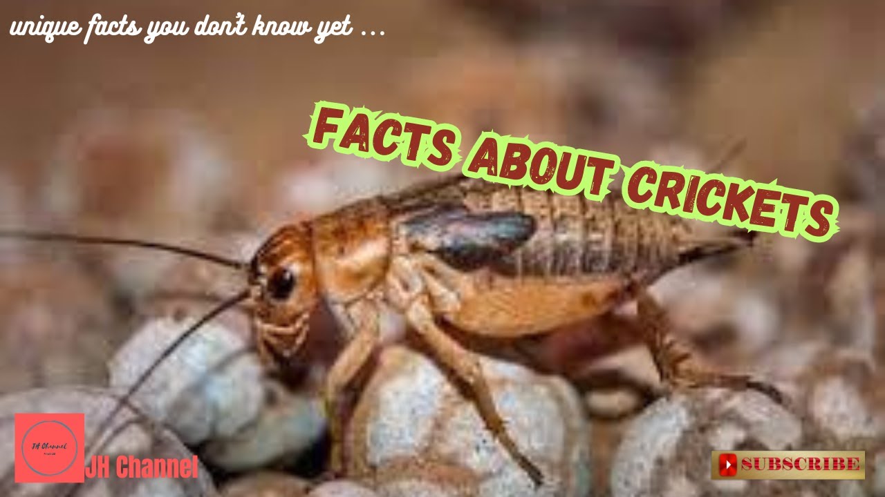 7 Unique Facts about Crickets, Unique facts you don't know yet… - YouTube