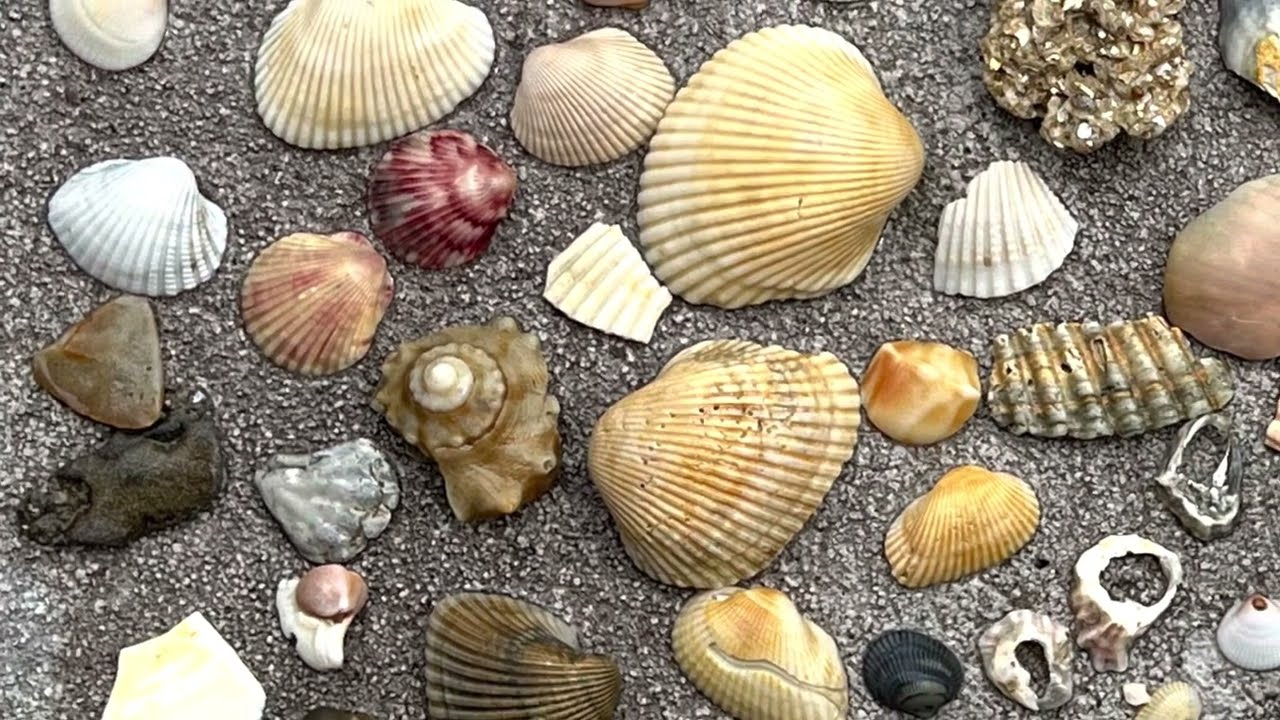 Hunting For Seashells - YouTube