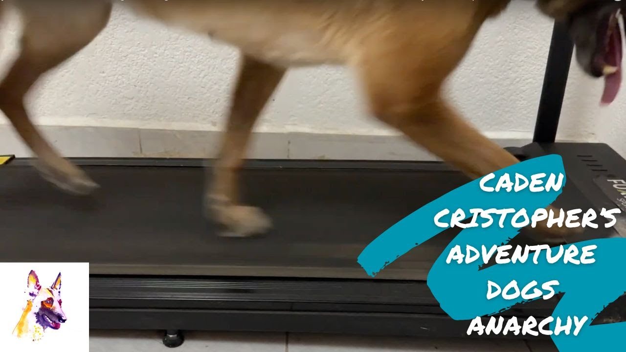 Step 4 Fully treadmill-trained dog trotting on a mill—what does it look ...