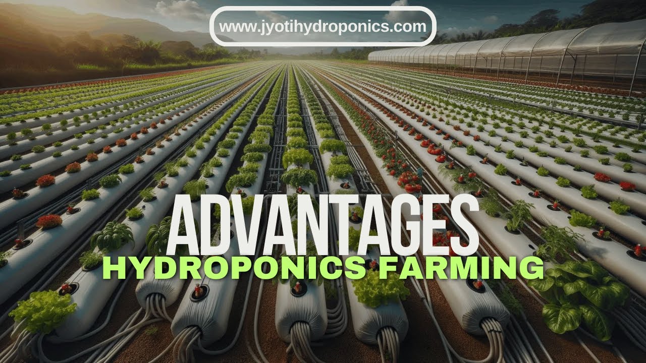 5.Advantages of Hydroponic(Jyoti Hydroponics Farm) - YouTube