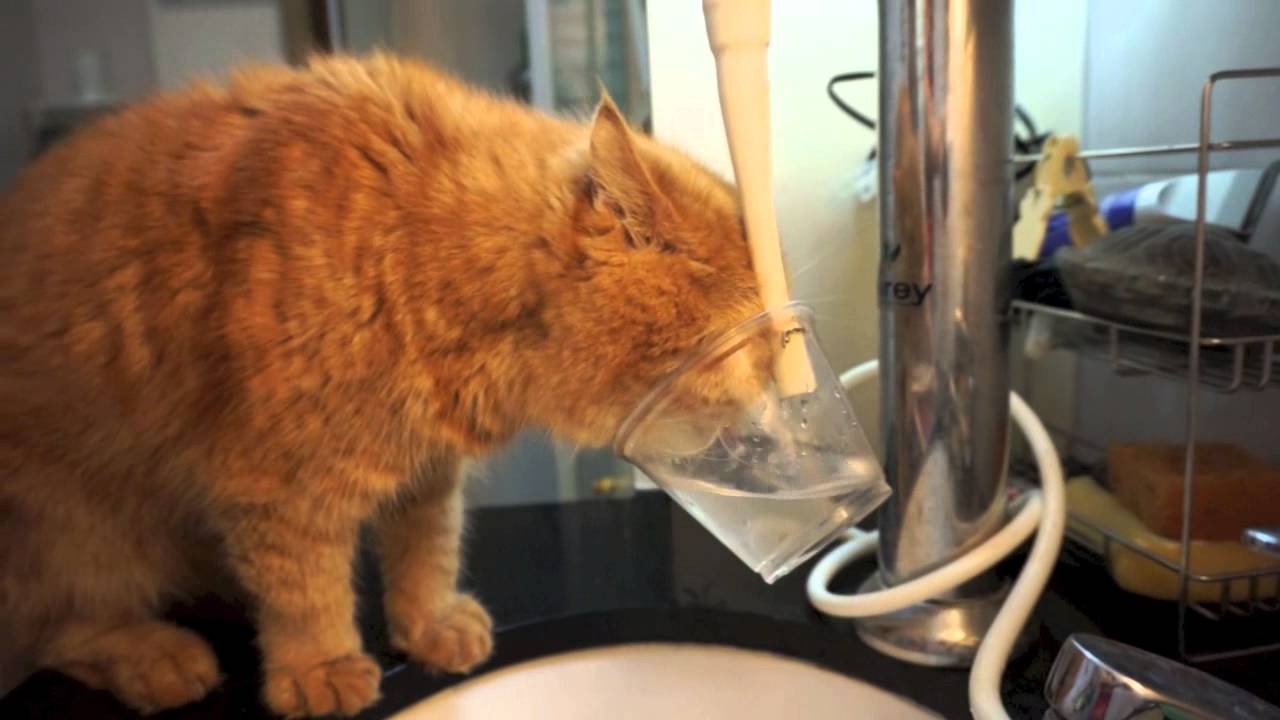 Garfield drinking from tap - YouTube