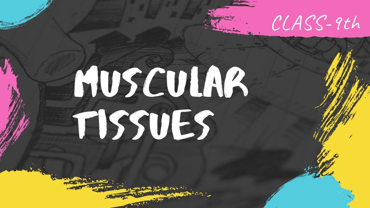 MUSCULAR TISSUES- Class 9th - YouTube