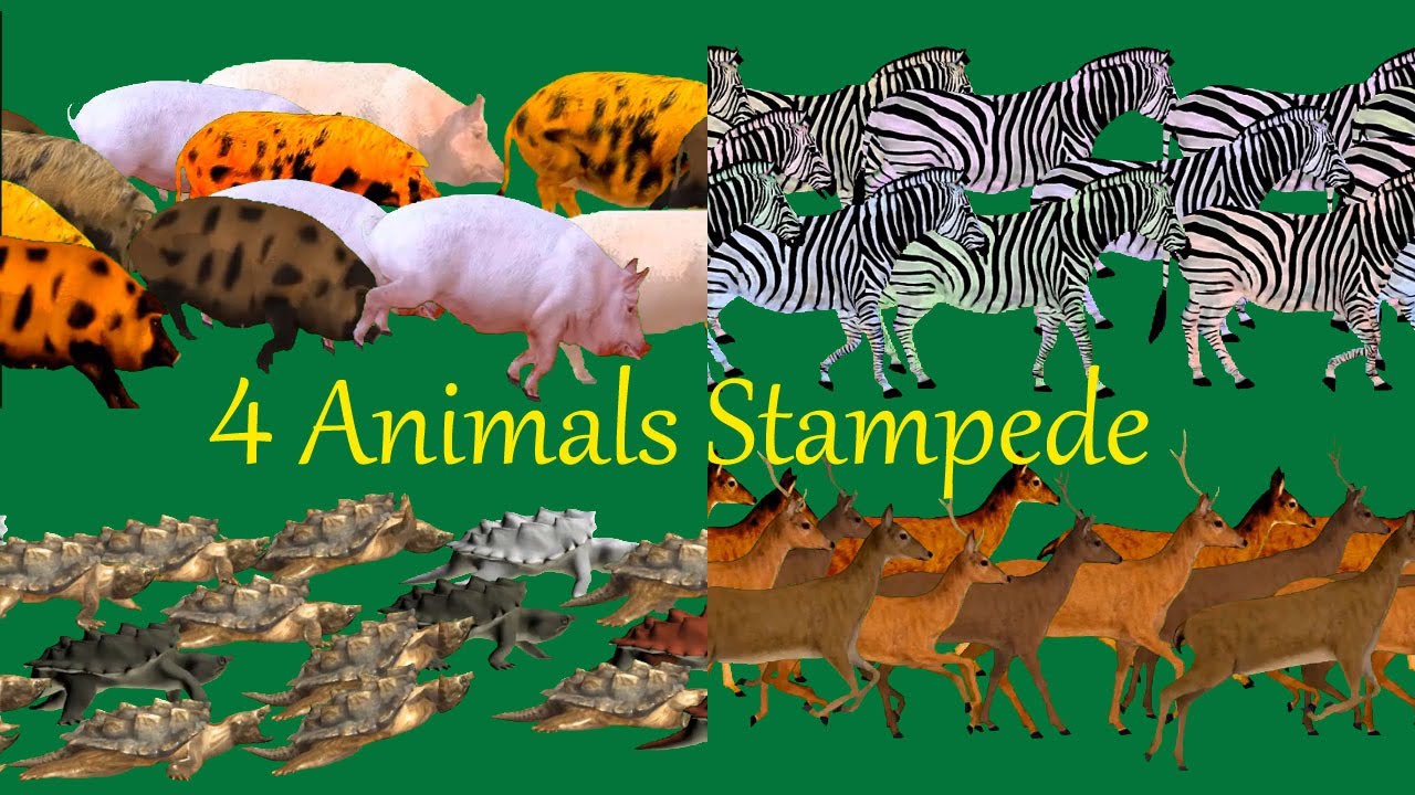 Deers Stampede Piggies Stampede Zebras Stampede Turtles Stampede HD ...