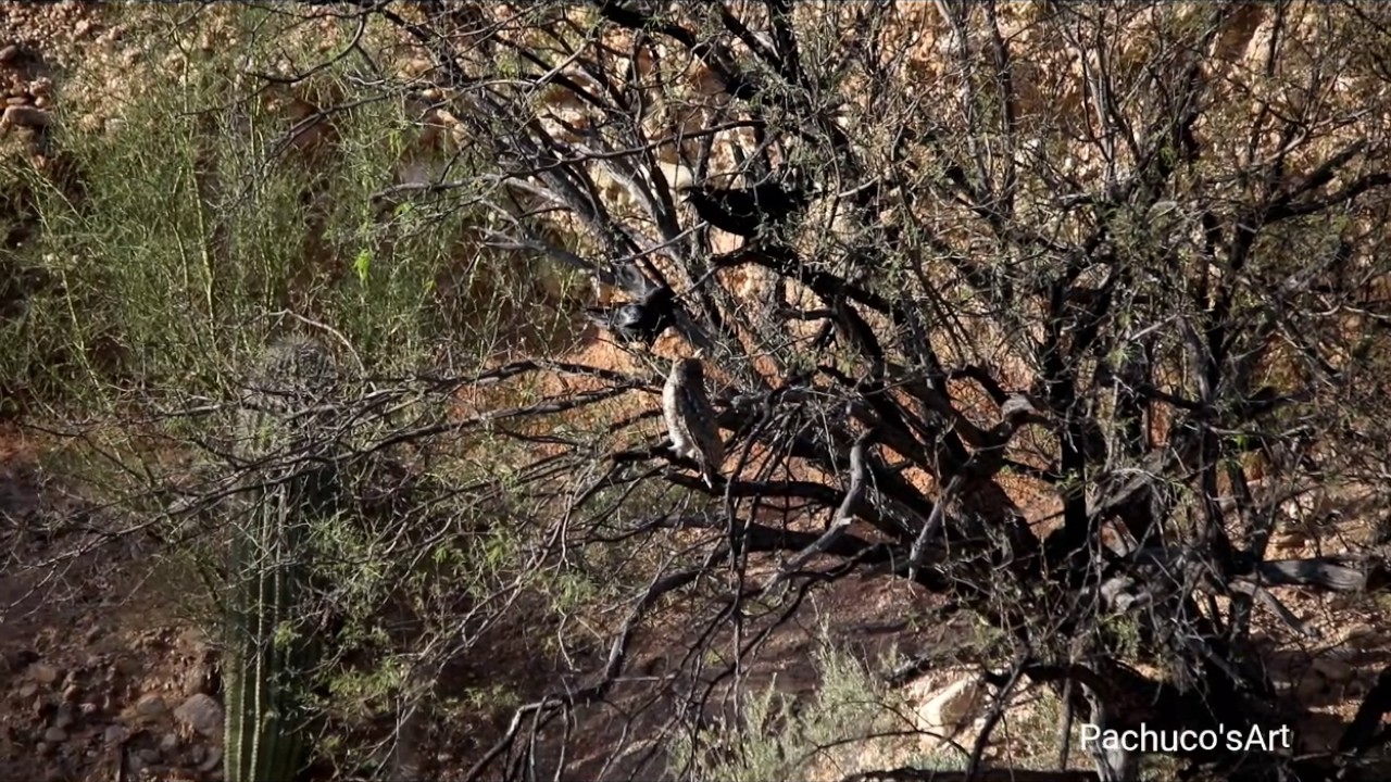 Crows stalking a great horned owl - YouTube