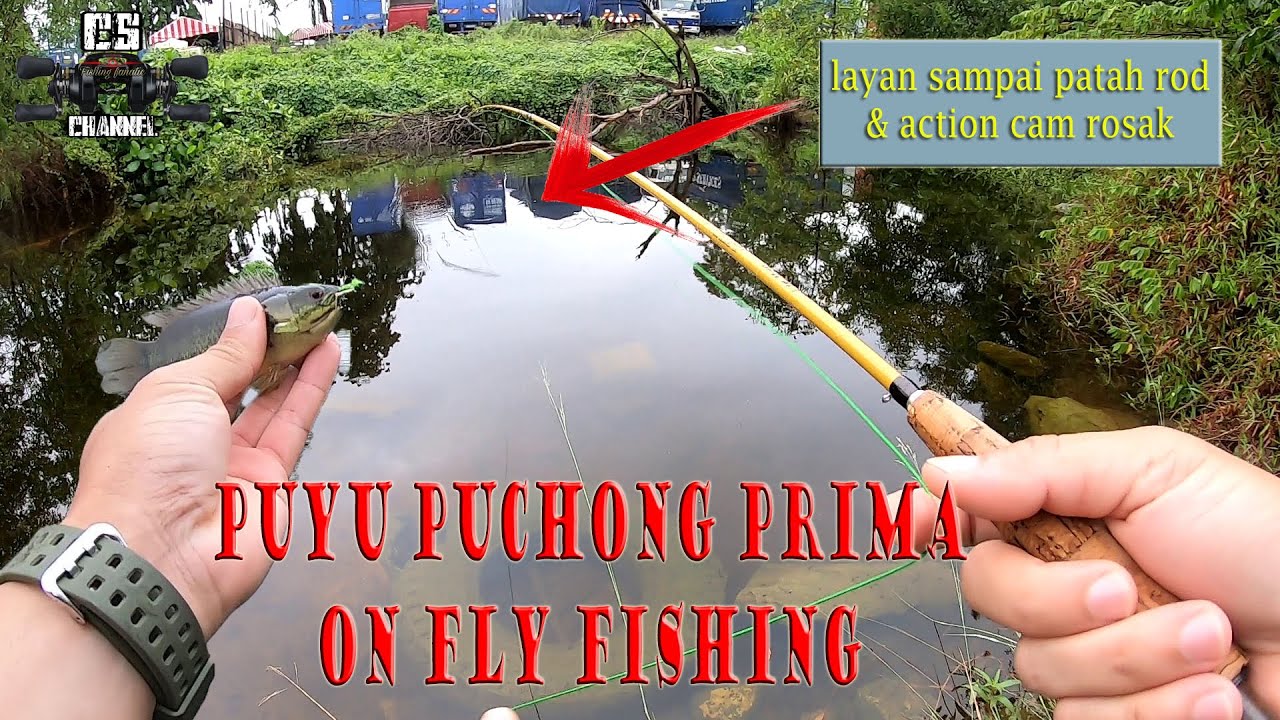 Puyu Puchong On Fly Fishing | Sampai Patah Rod!!! - YouTube